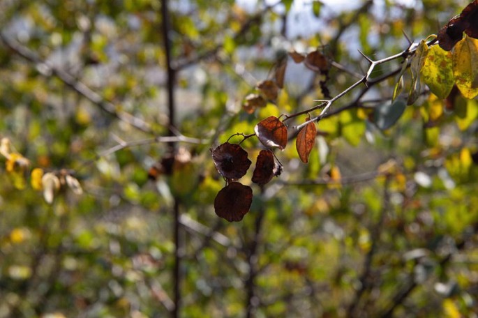 Paliurus spina-christi Mill. Rhamnaceae | Springer Nature Link