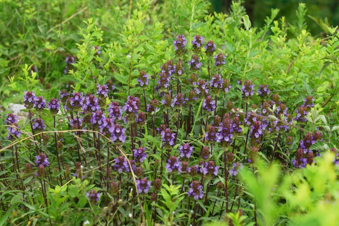 Prunella vulgaris L. (Lamiaceae) | SpringerLink