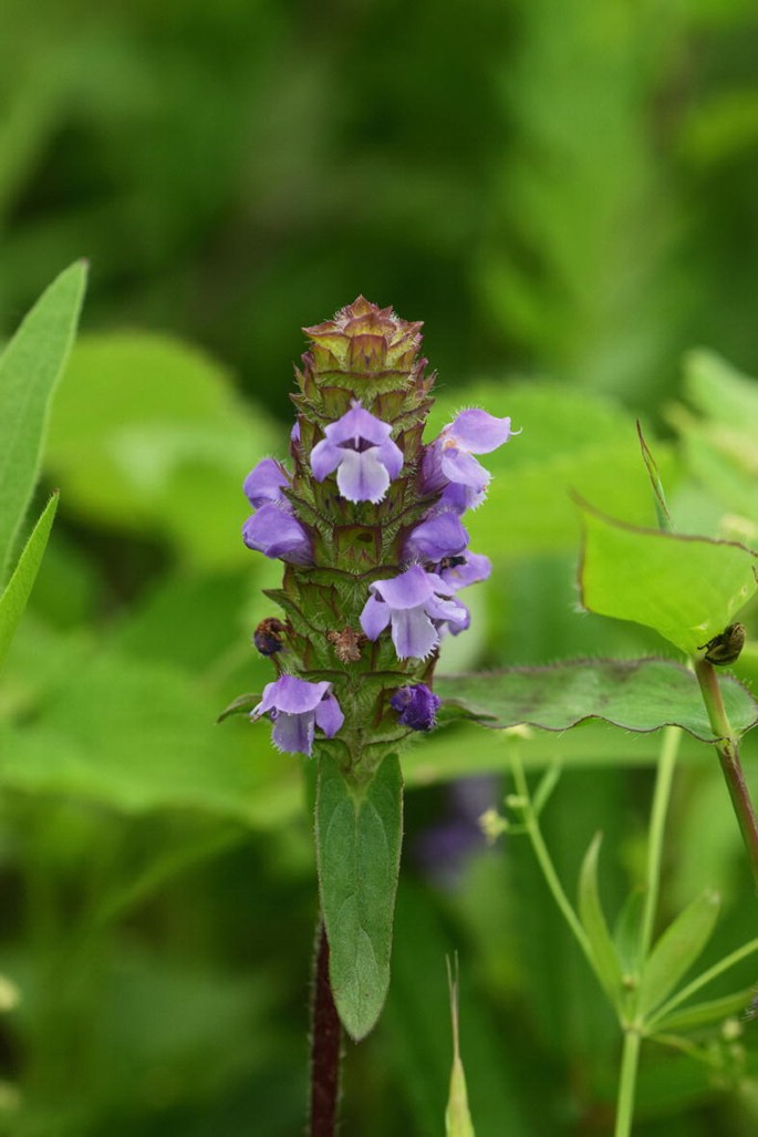 Prunella vulgaris L. (Lamiaceae) | SpringerLink