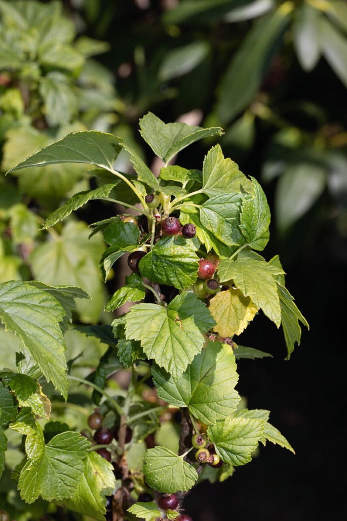 Ribes alpinum L. Ribes nigrum L. Ribes rubrum L. Ribes uva-crispa L ...