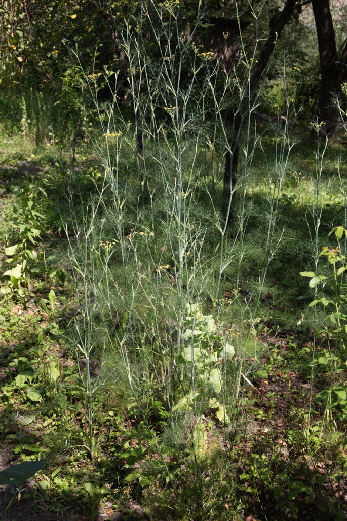 Anethum graveolens L.Apiaceae | SpringerLink