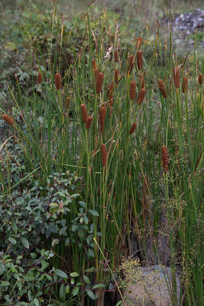 Typha angustifolia L. Typha latifolia L.Typhaceae | SpringerLink