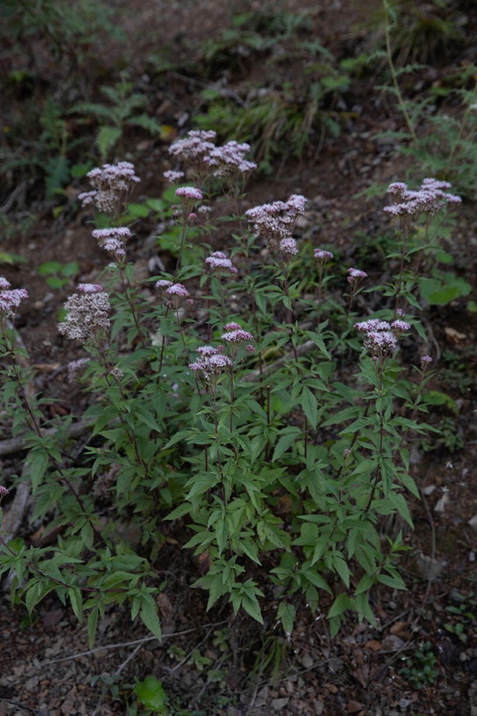 Eupatorium cannabinum L. Asteraceae | SpringerLink