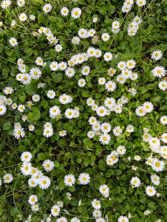 Bellis perennis L. Asteraceae | Springer Nature Link