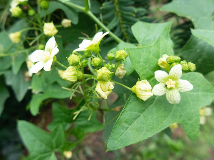 Bryonia alba L. Bryonia cretica L. Bryonia dioica L. Cucurbitaceae ...