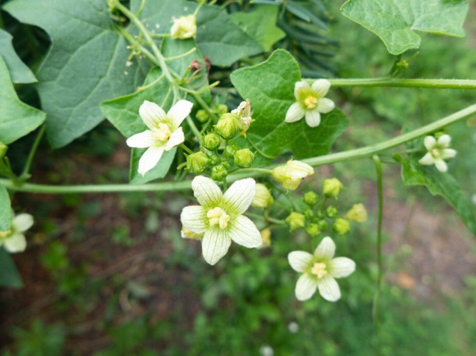 Bryonia alba L. Bryonia cretica L. Bryonia dioica L. Cucurbitaceae ...