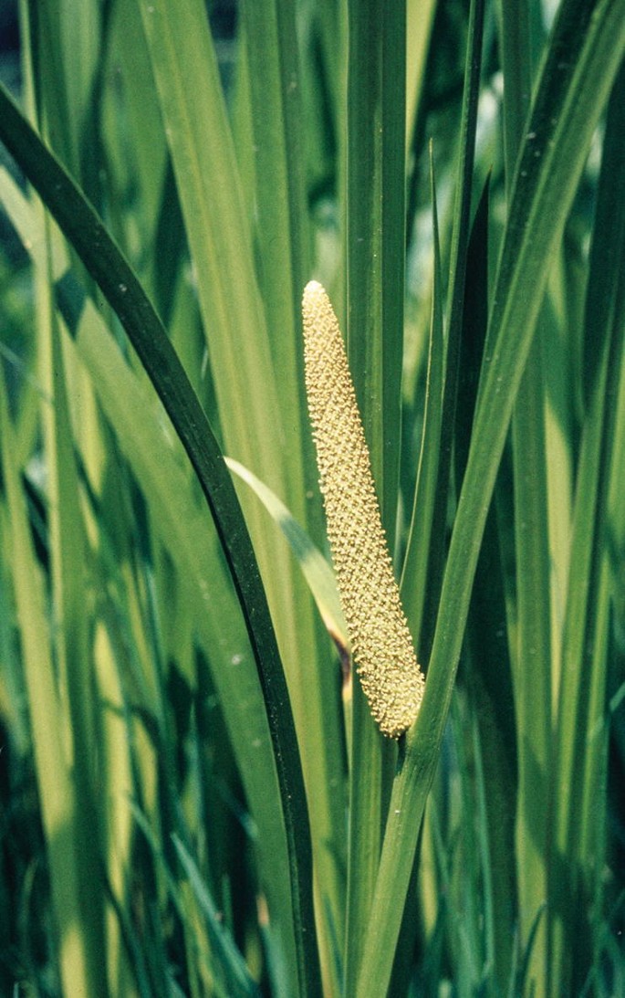 Acorus calamus L. Acoraceae | SpringerLink