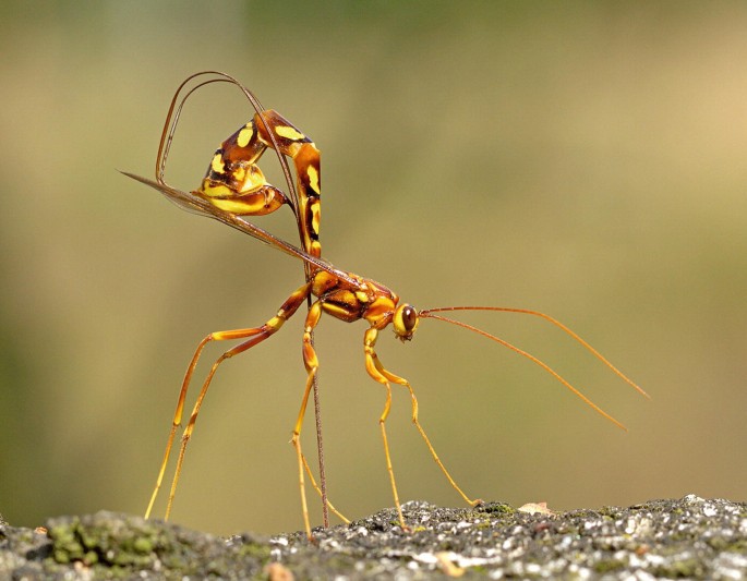 Introduction to the Family Ichneumonidae (Hymenoptera: Ichneumonoidea ...