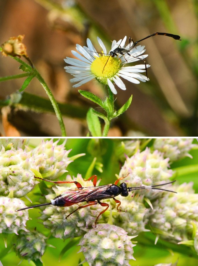 Introduction to the Family Ichneumonidae (Hymenoptera: Ichneumonoidea ...