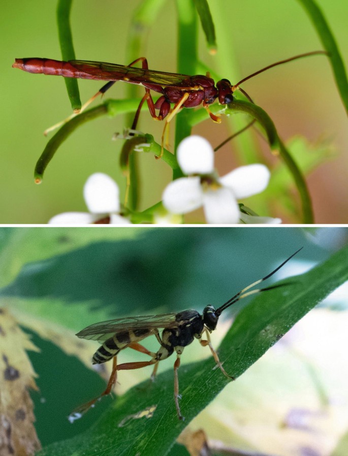 Introduction to the Family Ichneumonidae (Hymenoptera: Ichneumonoidea ...