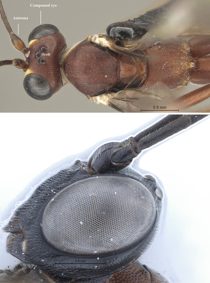 Systematics and Identification Key to Subfamilies of Ichneumonidae ...