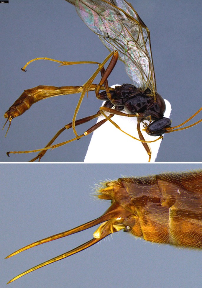 Subfamily Mesochorinae Foerster, 1869 | SpringerLink