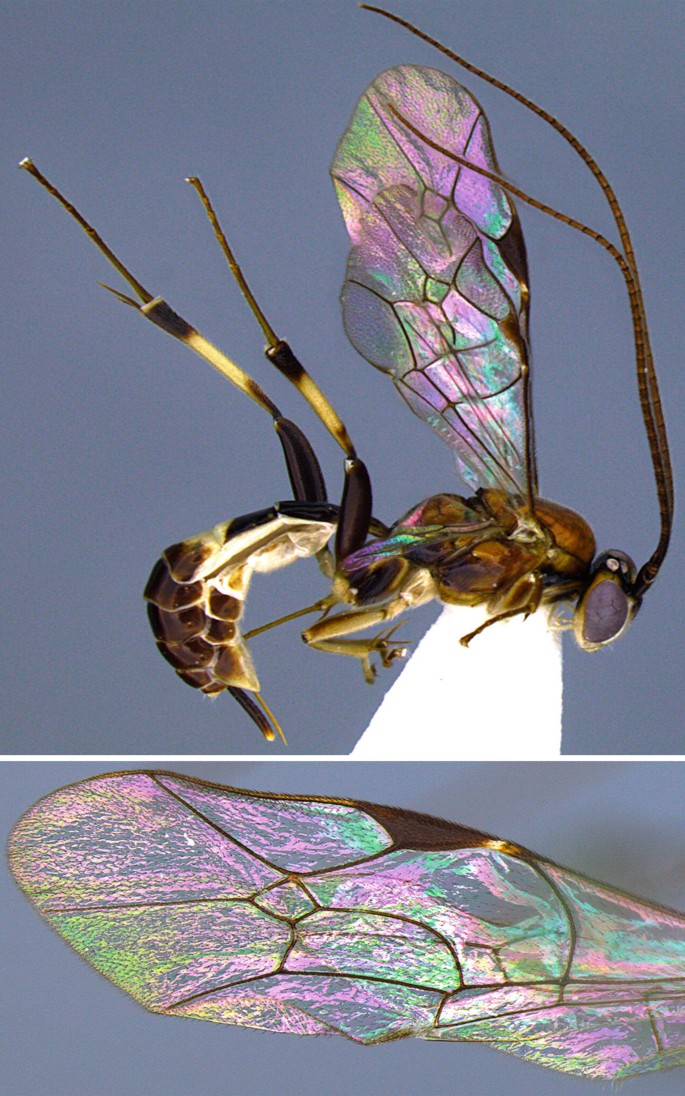 Subfamily Mesochorinae Foerster, 1869 | SpringerLink