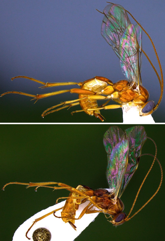 Subfamily Mesochorinae Foerster, 1869 | SpringerLink