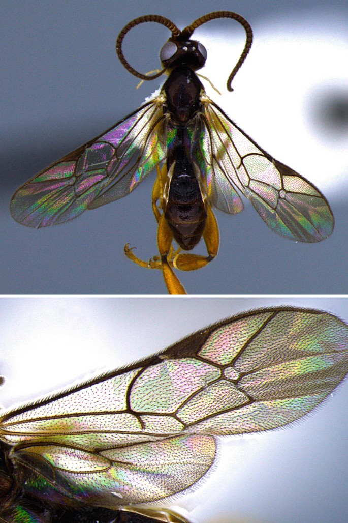 Subfamily Orthocentrinae Foerster, 1869 | Springer Nature Link