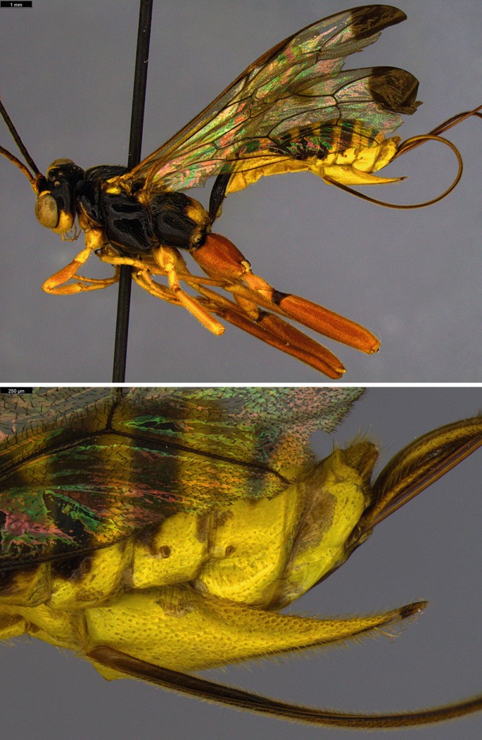 Subfamily Acaenitinae Foerster, 1869 | SpringerLink