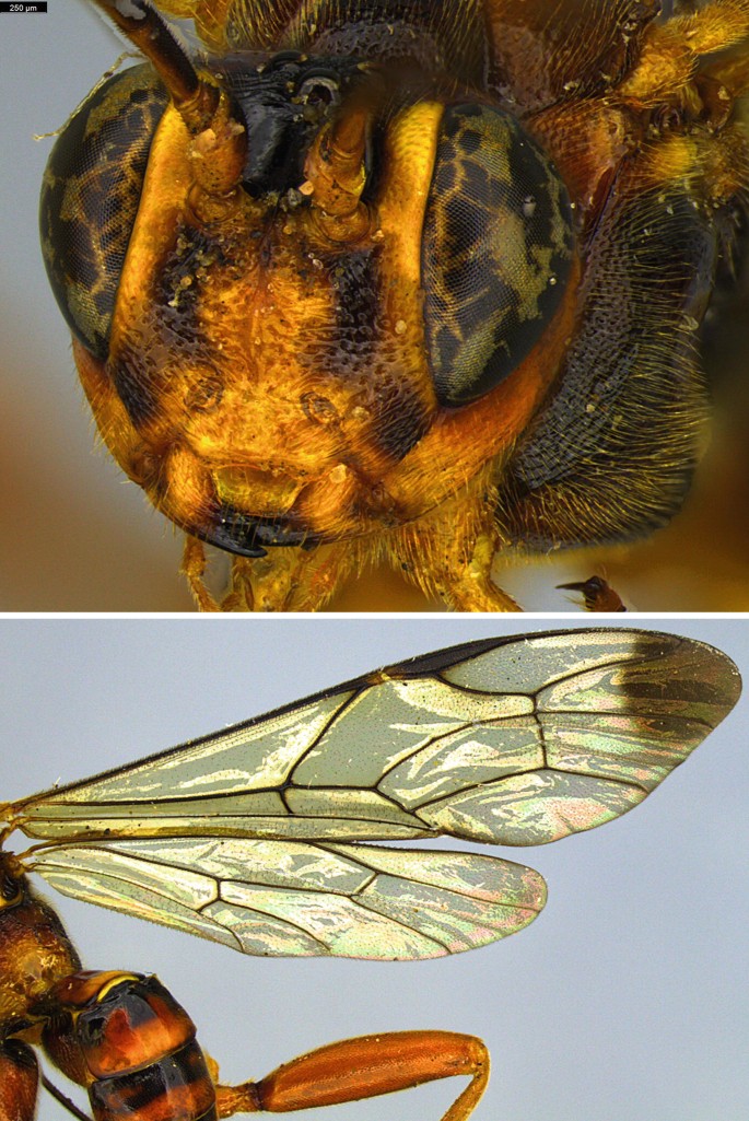 Subfamily Acaenitinae Foerster, 1869 | SpringerLink