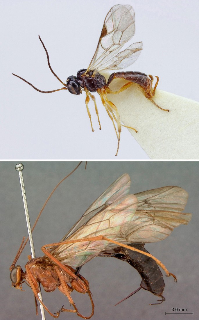 Subfamily Tryphoninae Shuckard, 1840 | SpringerLink
