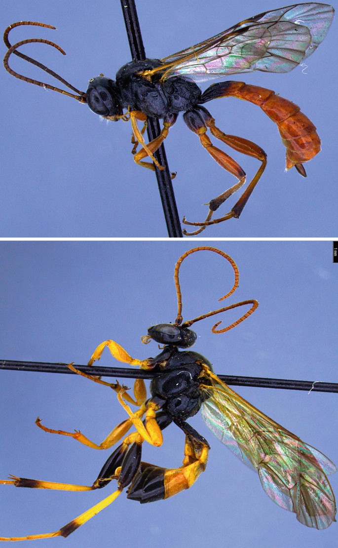 Subfamily Tryphoninae Shuckard, 1840 | SpringerLink