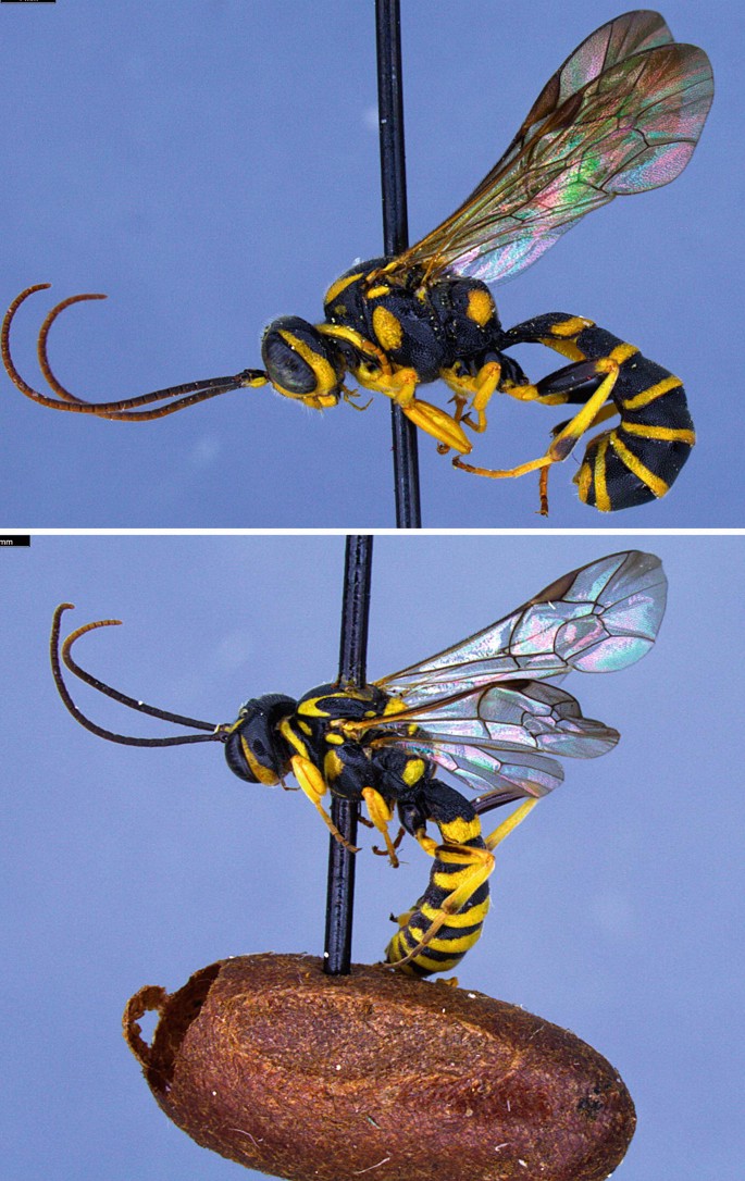 Subfamily Tryphoninae Shuckard, 1840 | SpringerLink