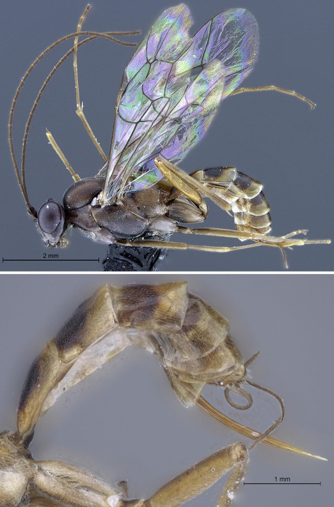 Subfamily Banchinae Wesmael, 1845 | Springer Nature Link (formerly ...
