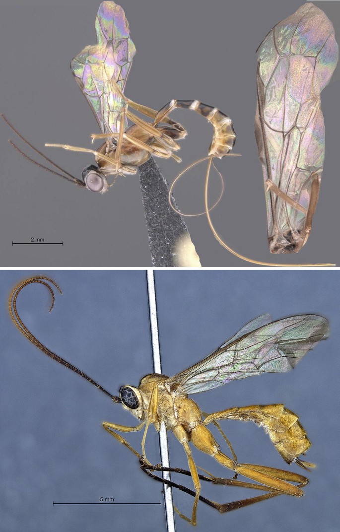Subfamily Banchinae Wesmael, 1845 | Springer Nature Link (formerly ...