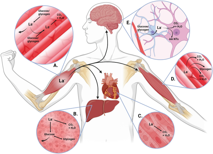 Lactate Metabolism in Health and Disease | SpringerLink