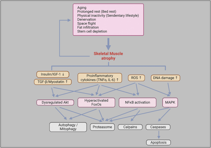 Muscle Disuse Atrophy | SpringerLink