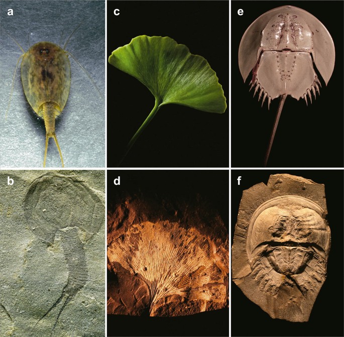 Levels of Evolution (II): Megaevolution and Modular-Evolution ...