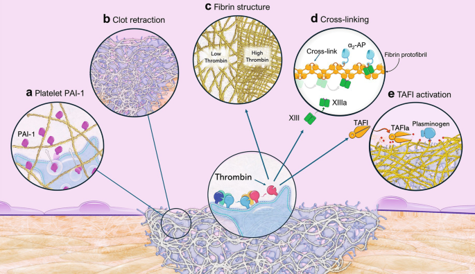 Pathophysiology of Primary and Secondary Haemostasis | SpringerLink