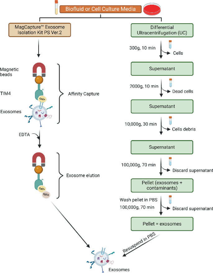 LC–MS/MS-Based Glycomic and Glycoproteomic Analysis of Exosomes Derived from Cells and Biofluids ...
