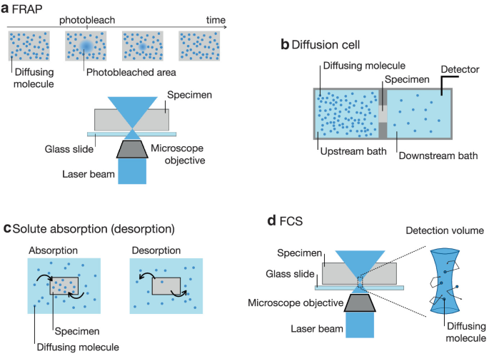 Porous Media Modeling. Exploring Porosity and Diffusion in Biological ...