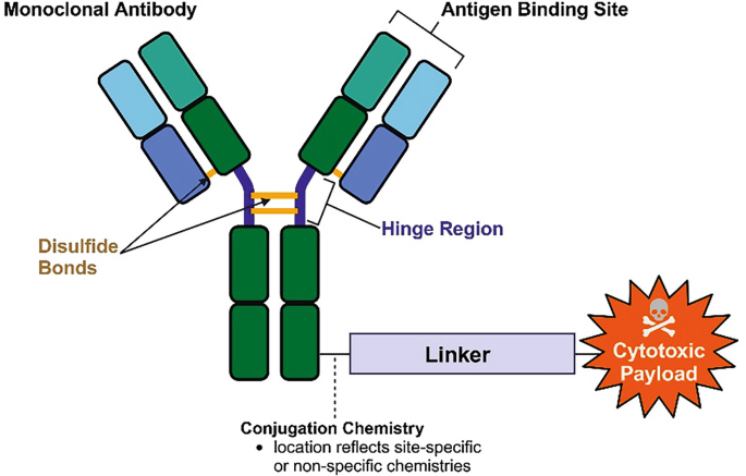 Considerations for Antibody-Drug Conjugate Design: Stability and ...