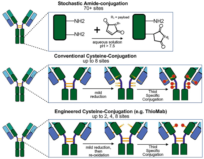 Considerations for Antibody-Drug Conjugate Design: Stability and ...