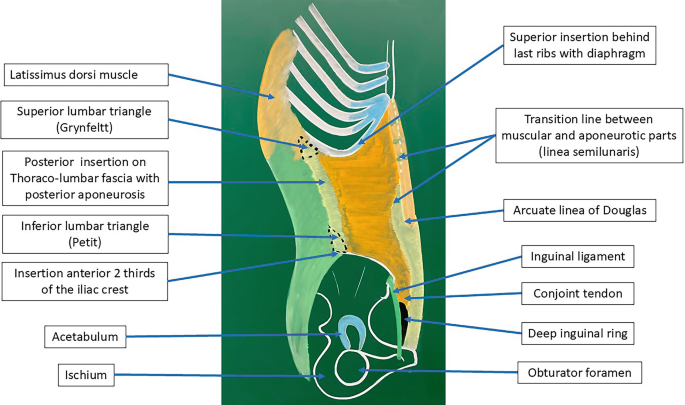 Anatomy of the Abdominal Wall | SpringerLink