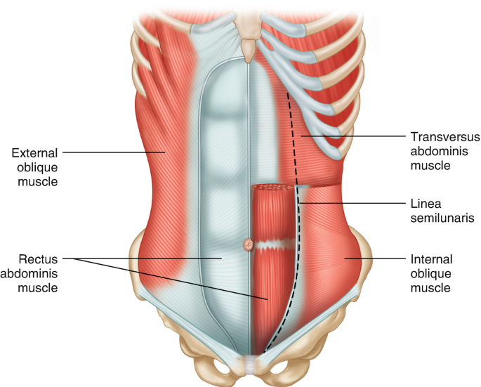 Transversus Abdominis Muscle Release: The TAR Procedure | SpringerLink