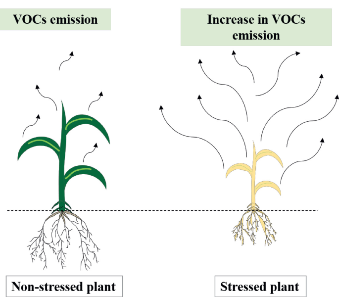 Volatile Organic Compounds Mediate Signaling in Plants Under Stressed ...