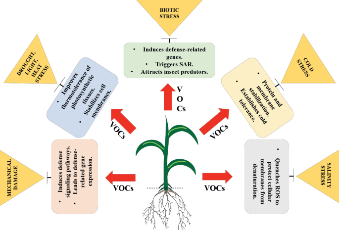 Volatile Organic Compounds Mediate Signaling in Plants Under Stressed ...