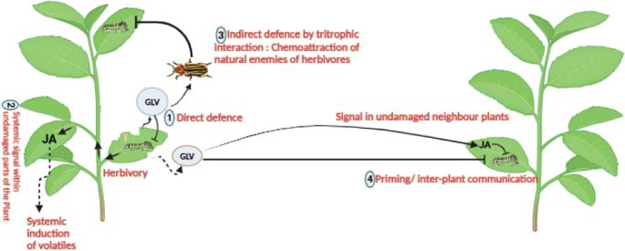 Eco-Physiological Significance of Green Leaf Volatiles | Springer ...