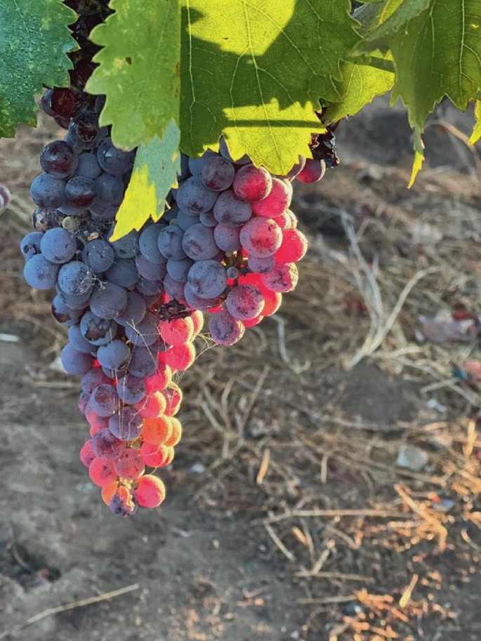 Soil for Fine Wine in Northern Baja California, Mexico | Springer ...