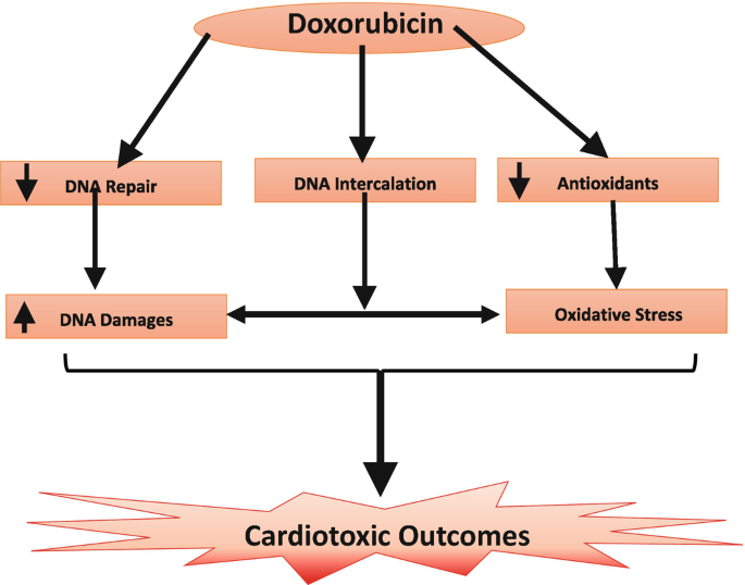 Doxorubicin Induced Mitochondrial Dysfunction and Cardiotoxicity ...