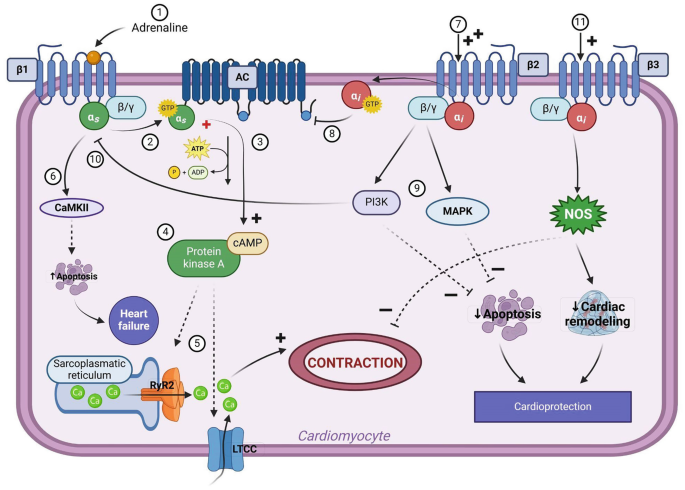Cardiovascular Toxicity of Catecholamines | SpringerLink