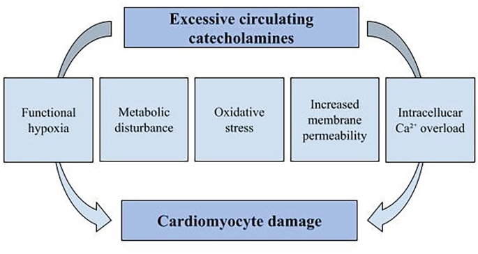 Cardiovascular Toxicity of Catecholamines | SpringerLink