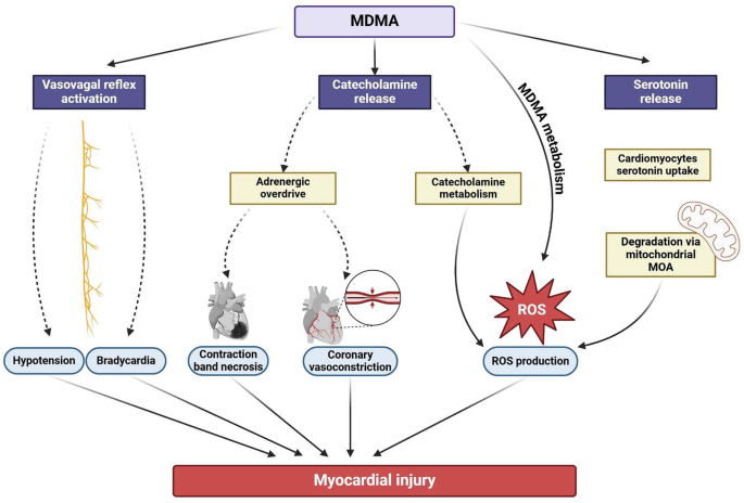 Cardiovascular Toxicity of Catecholamines | SpringerLink