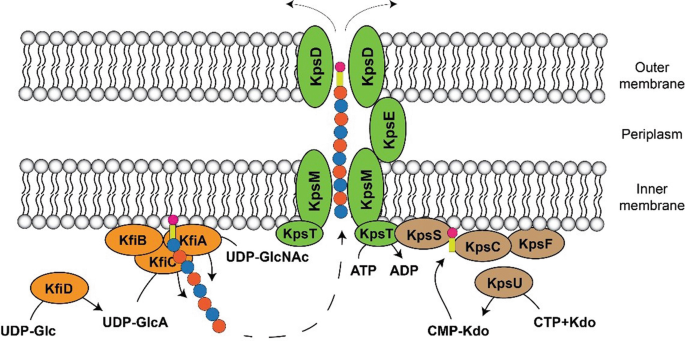 Microbial Production of Heparosan | Springer Nature Link