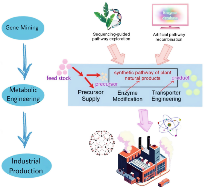 Microbial Production of Apigenin and Chrysin | SpringerLink