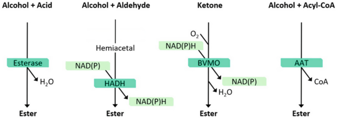 Microbial Production of Aromatic Esters (Fruity Aromas) | Springer Nature Link