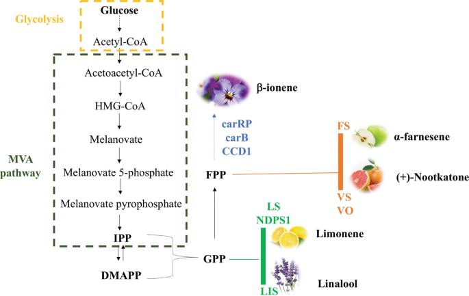 Microbial Production of Flavors and Fragrances by Yarrowia lipolytica ...