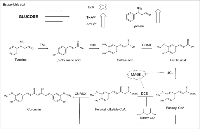 Microbial Production of Curcumin | Springer Nature Link