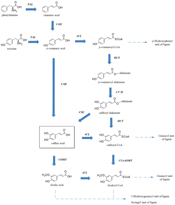 Microbial Production of Caffeic Acid | SpringerLink